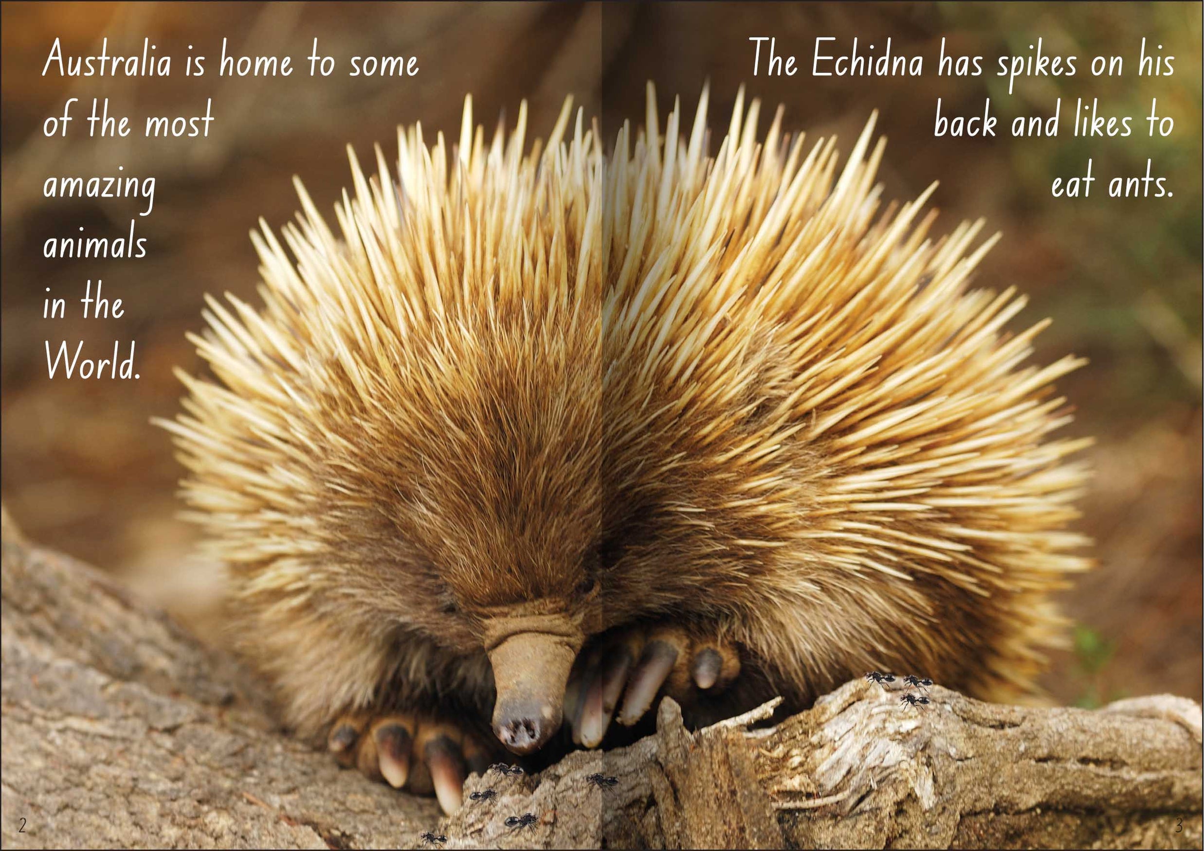 Let's Learn about Australian Animals Big Book — Oz Publishing