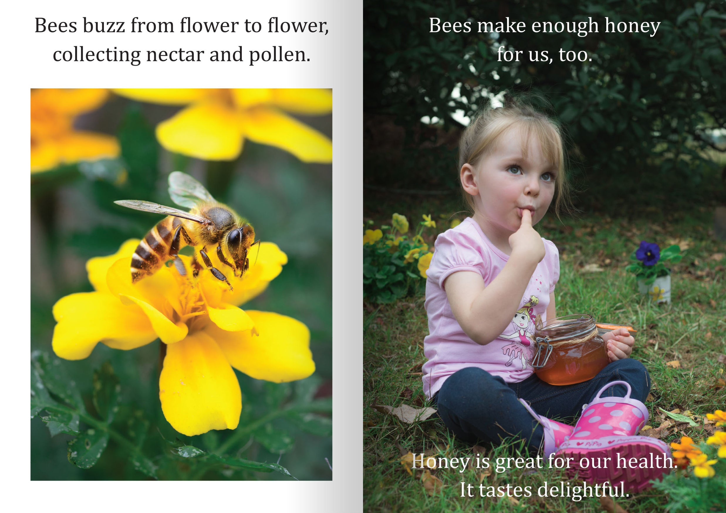 Let's Learn about Bees Big Book — Oz Publishing