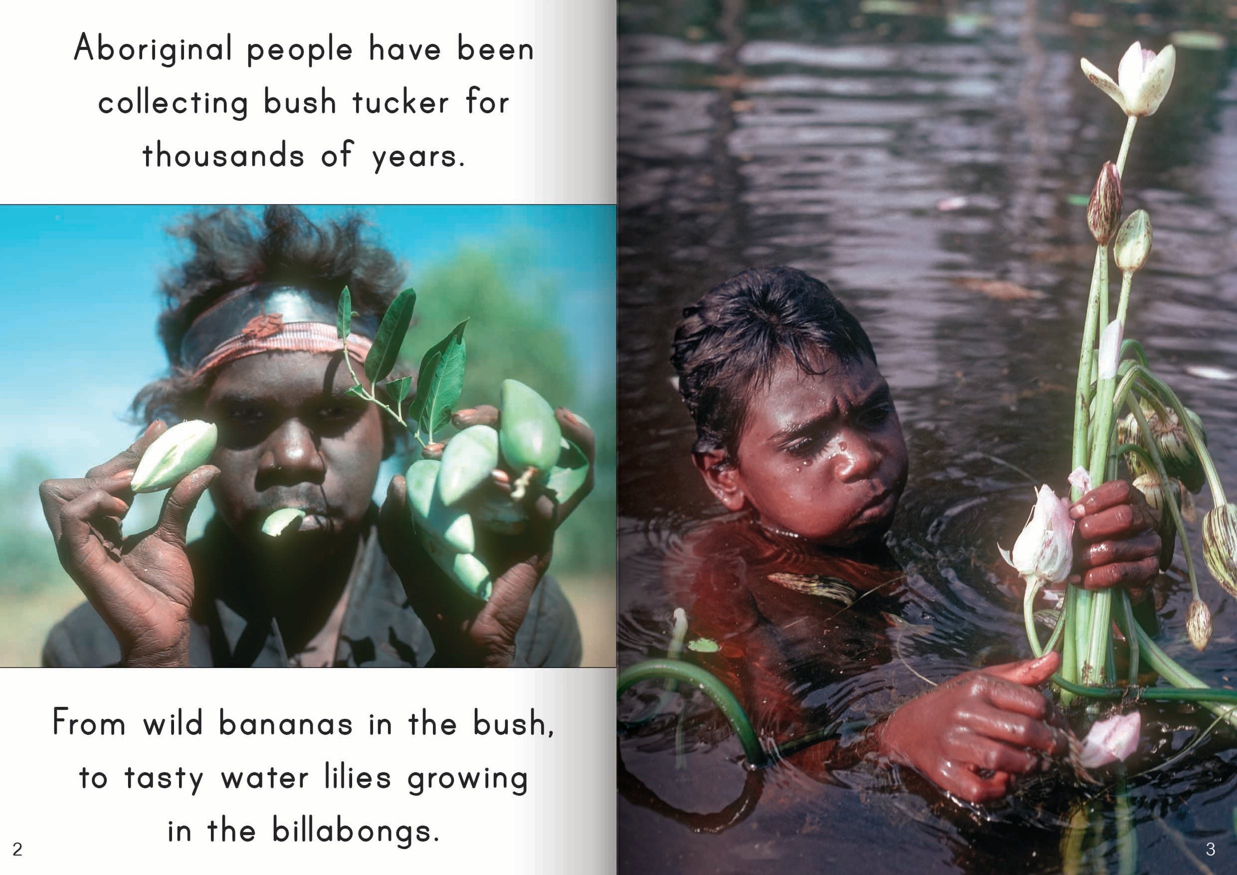 Let's Learn about Bush Tucker Big Book — Oz Publishing