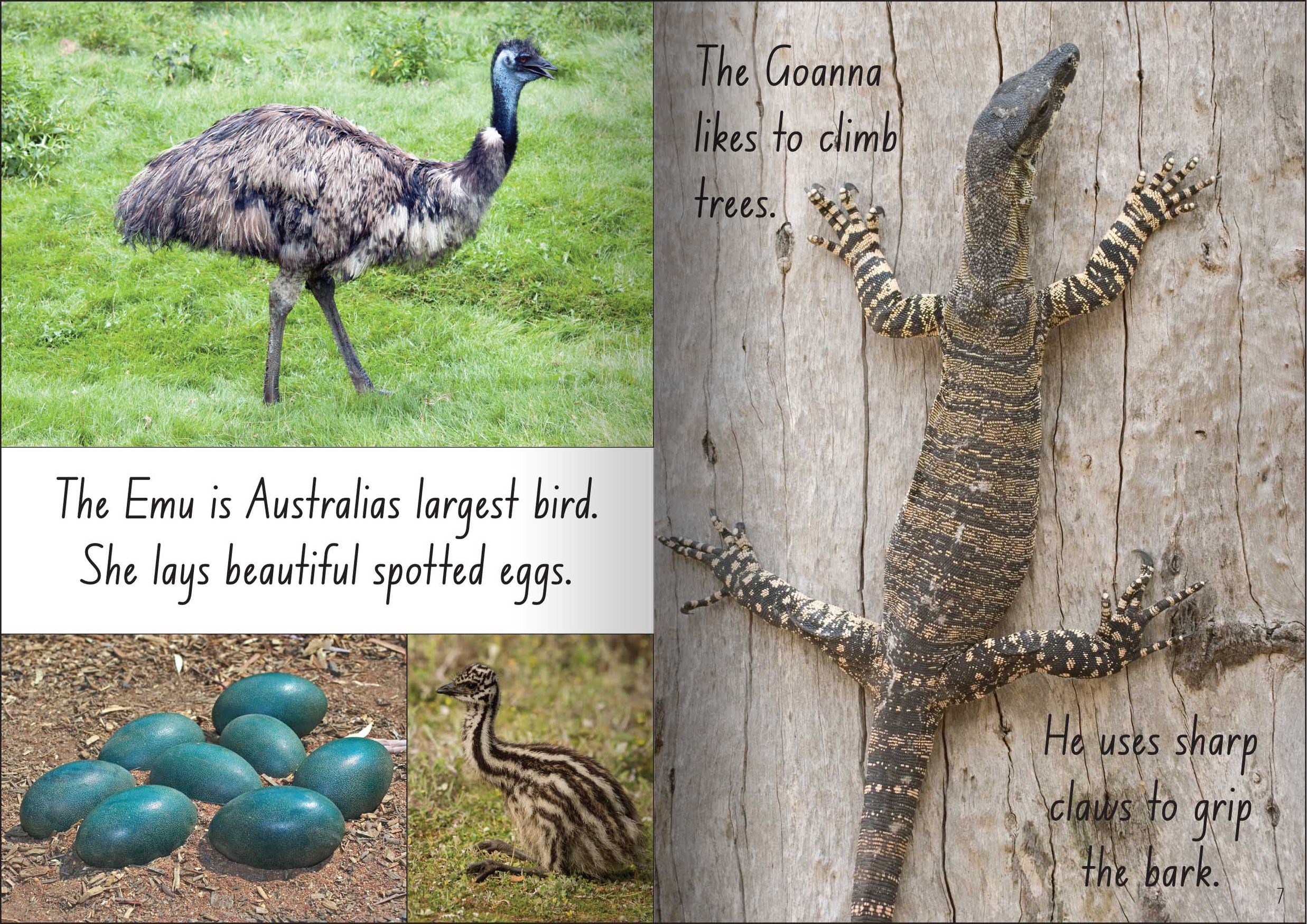 Let's Learn about Australian Animals Big Book — Oz Publishing
