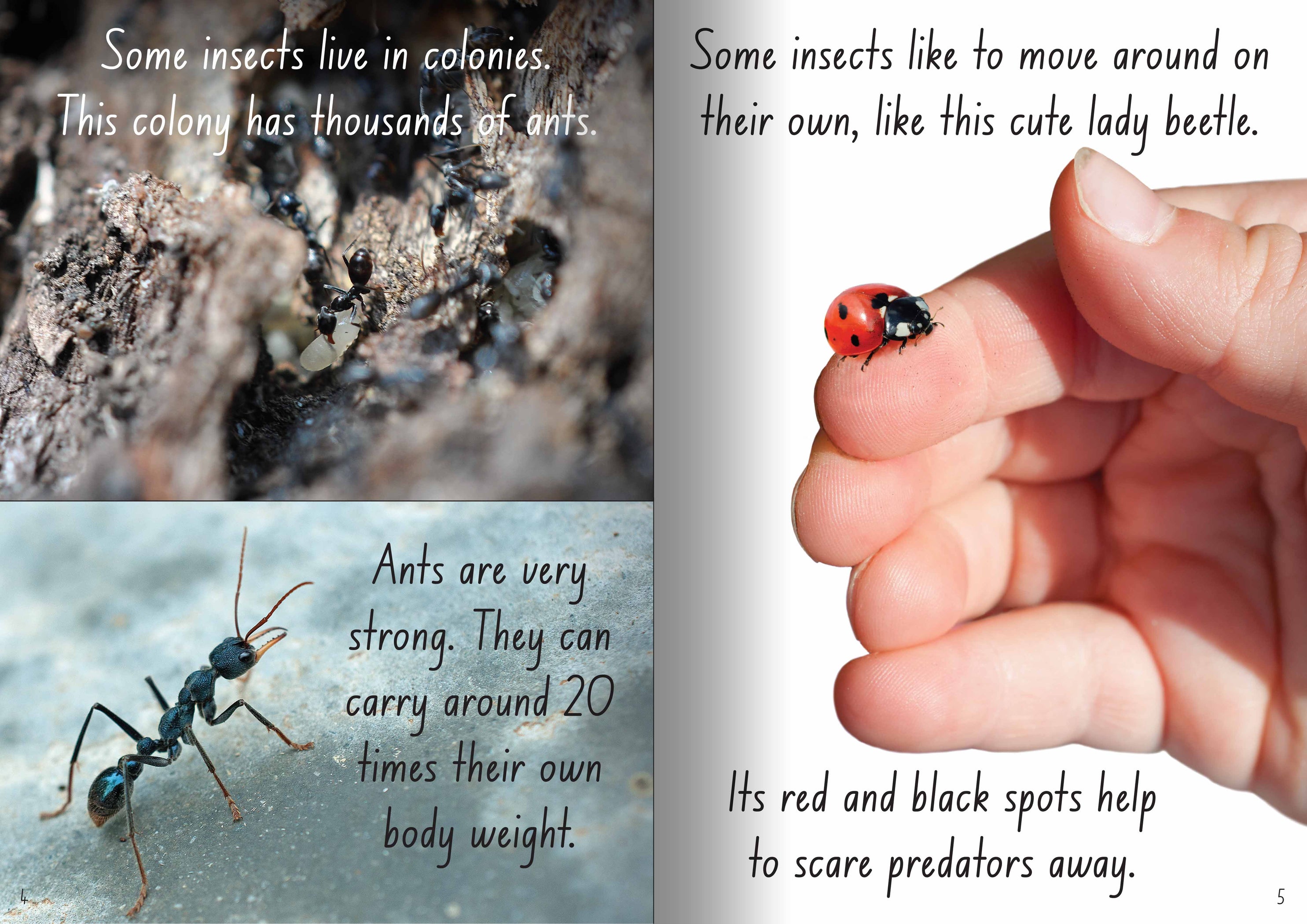 Let's Learn about Insects Big Book — Oz Publishing