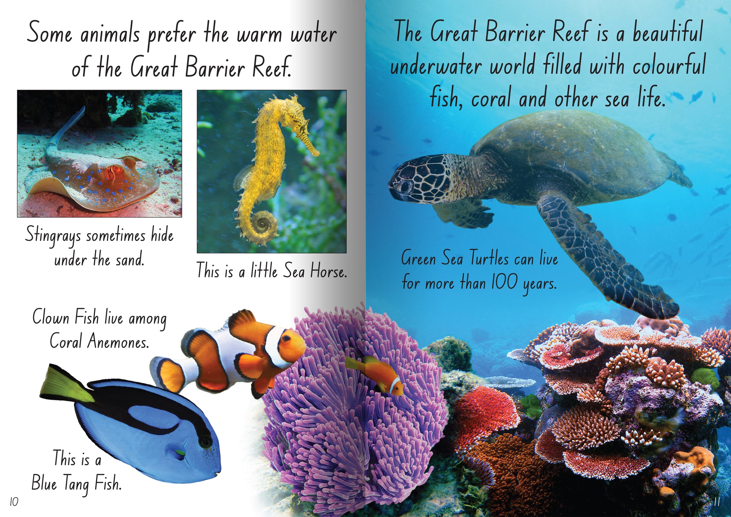 Let's Learn about Sea Creatures Big Book — Oz Publishing