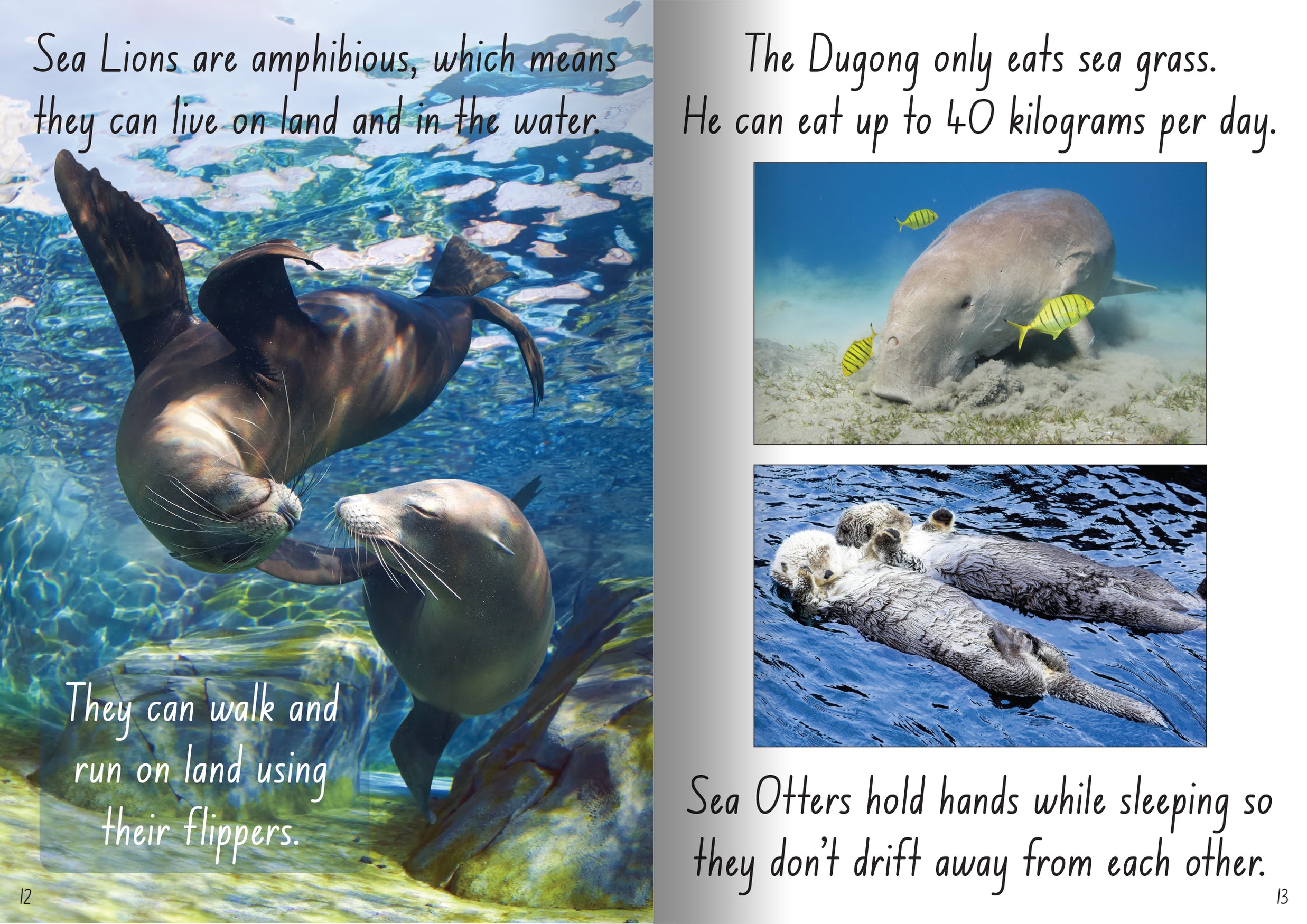 Let's Learn about Sea Creatures Big Book — Oz Publishing